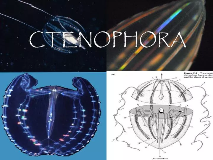 PPT - CTENOPHORA PowerPoint Presentation, free download - ID:5419152