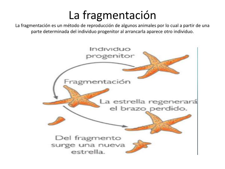 PPT - REPRODUCCIÓN ASEXUAL PowerPoint Presentation - ID:5419164