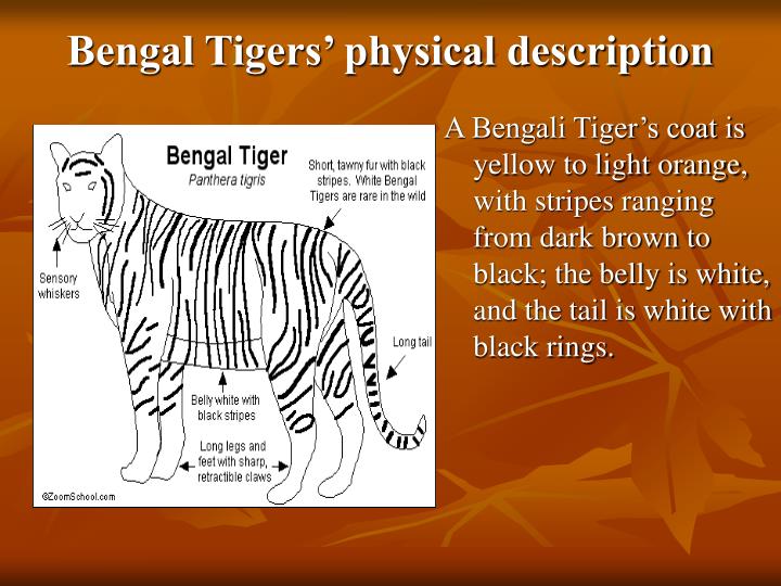 PPT - Bengal Tigers PowerPoint Presentation - ID:5419249