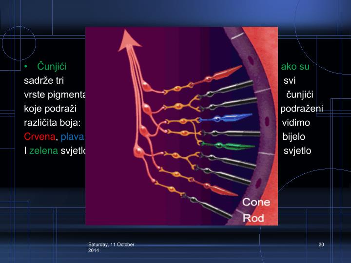 PPT - ANATOMIJA I FIZIOLOGIJA OKA PowerPoint Presentation - ID:5420624