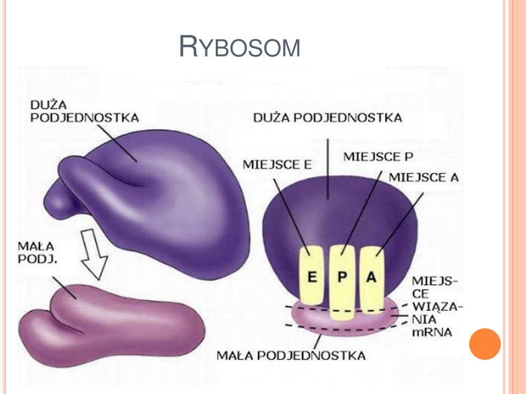 PPT - Komórki Roślinne i Komórki Zwierzęce PowerPoint Presentation - ID ...