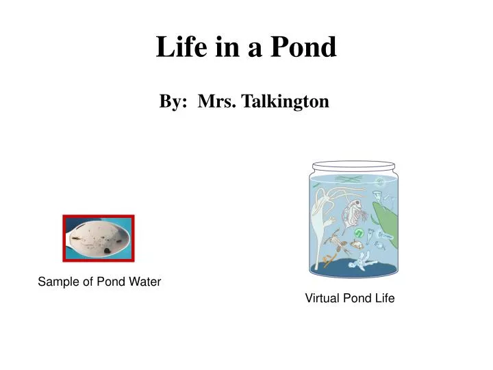 PPT - Life in a Pond PowerPoint Presentation, free download - ID:5422535