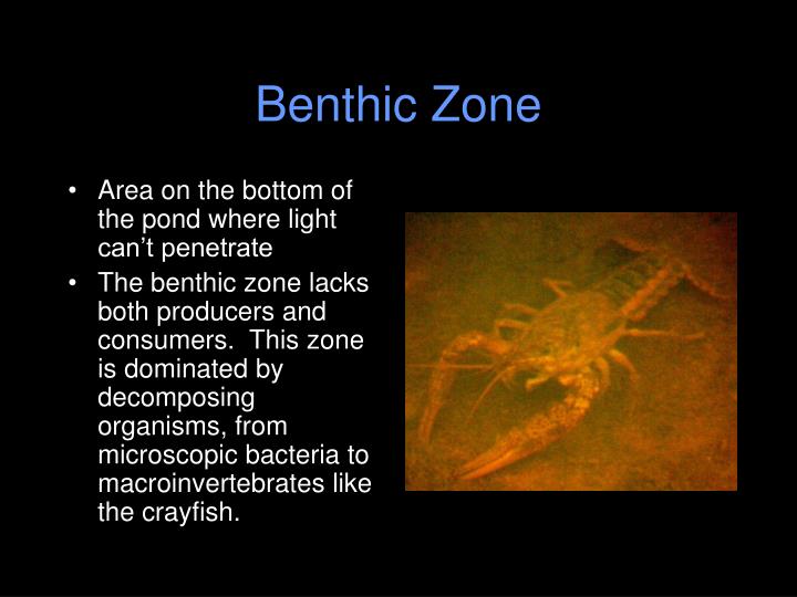 PPT - Pond Ecosystems PowerPoint Presentation - ID:5422631