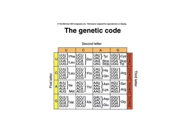 PPT - Features of the genetic code: Triplet codons (total 64 codons ...
