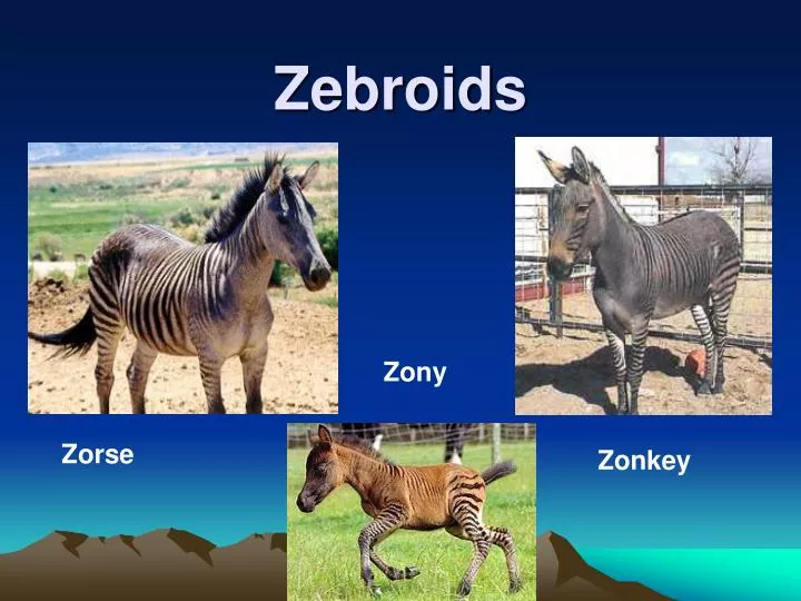 Zebroides