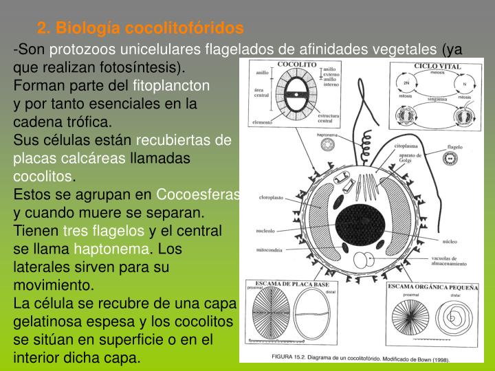 PPT - 9. Cocolitofóridos PowerPoint Presentation - ID:5423530