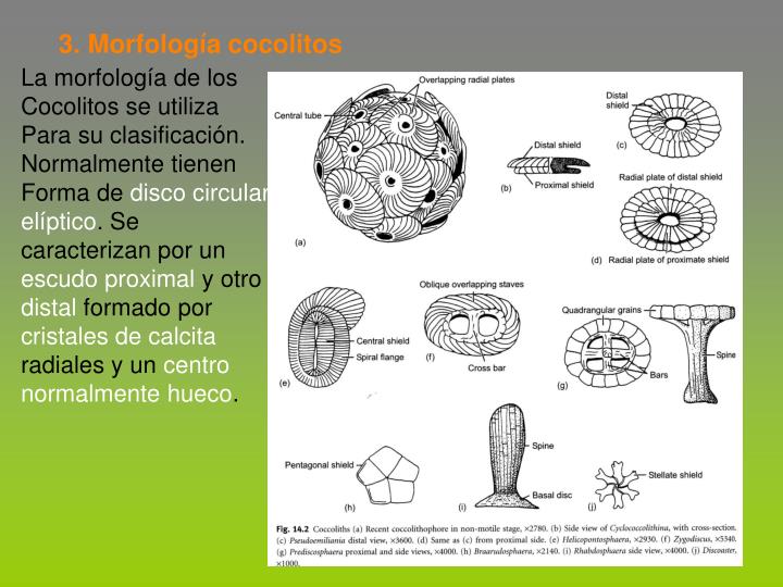 PPT - 9. Cocolitofóridos PowerPoint Presentation - ID:5423530