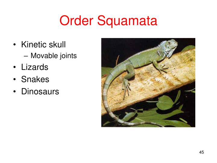 PPT - Phylum Chordata PowerPoint Presentation - ID:5423577