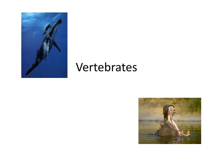 PPT - Vertebrates PowerPoint Presentation, free download - ID:5423582