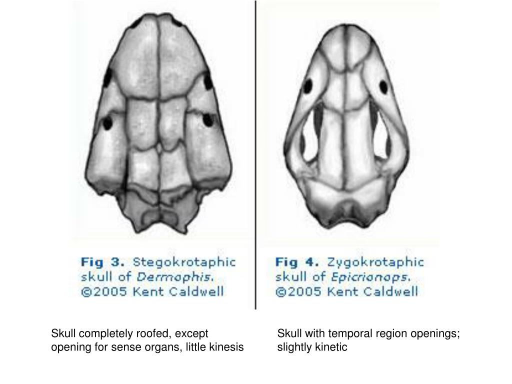 PPT - Order Apoda Caecilians - no limbs or girdles -burrowers ...
