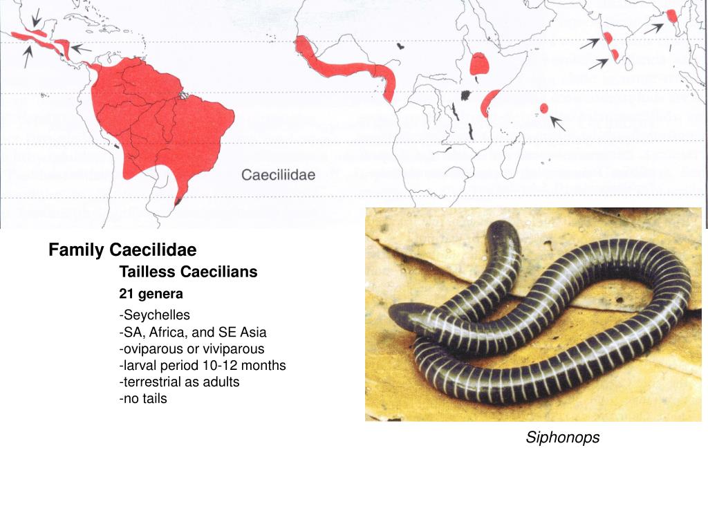 PPT - Order Apoda Caecilians - no limbs or girdles -burrowers ...