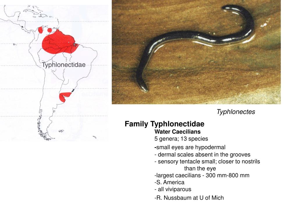 PPT - Order Apoda Caecilians - no limbs or girdles -burrowers ...