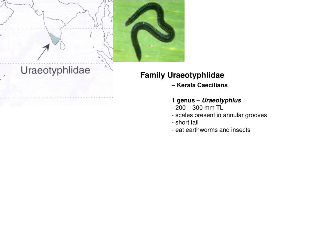 PPT - Order Apoda Caecilians - no limbs or girdles -burrowers ...