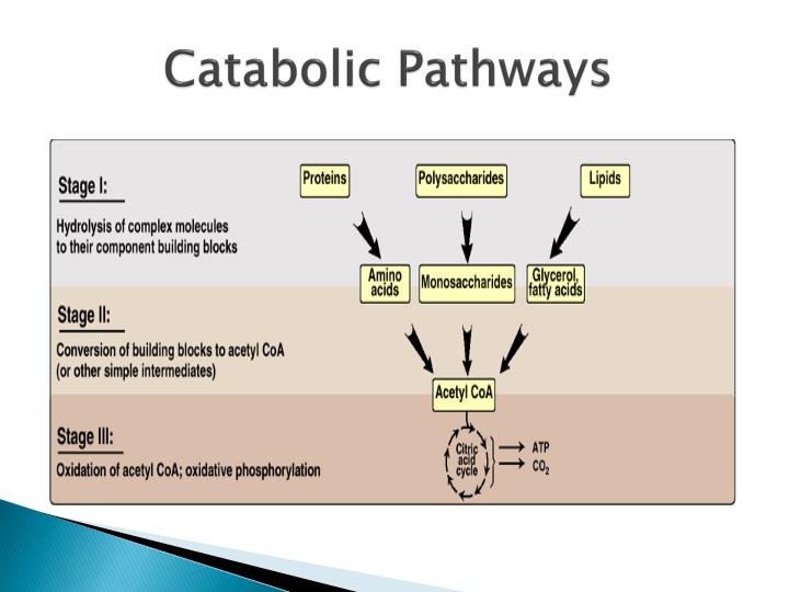PPT - Metabolism: Anabolism and Catabolism PowerPoint Presentation - ID ...