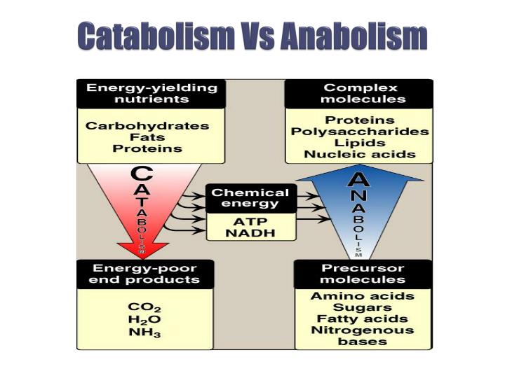 PPT - Metabolism: Anabolism and Catabolism PowerPoint Presentation - ID ...
