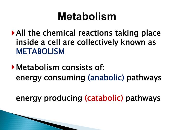 PPT - Metabolism: Anabolism and Catabolism PowerPoint Presentation - ID ...