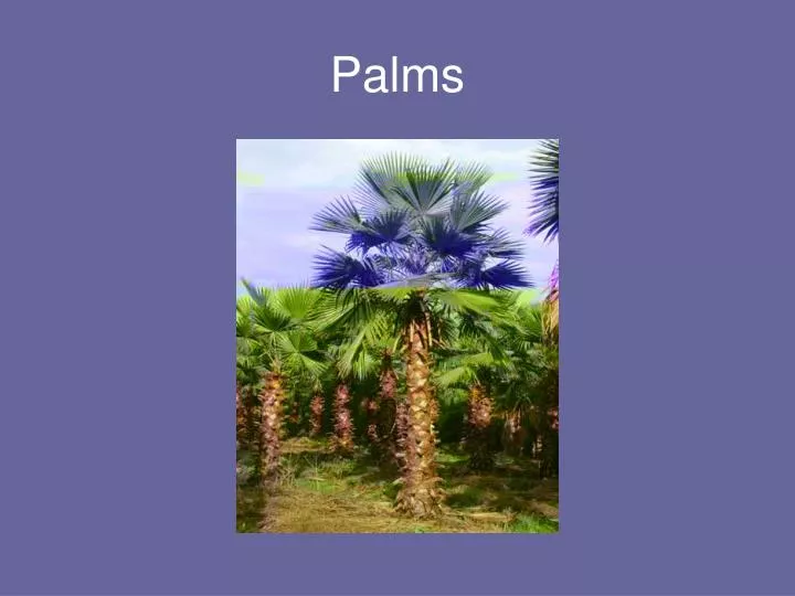 PPT - Palms PowerPoint Presentation, free download - ID:5425550
