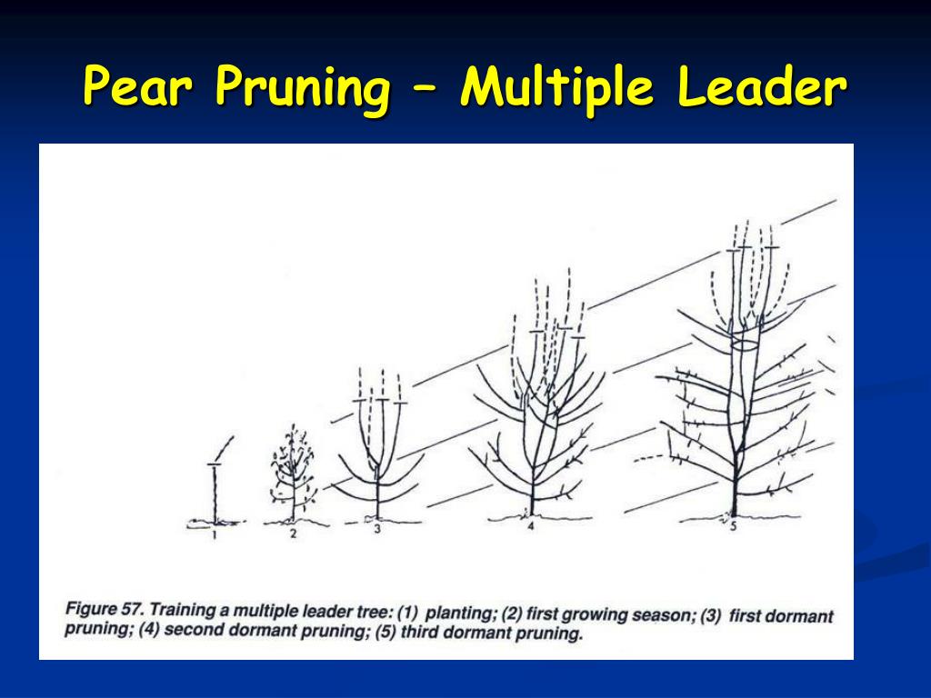 PPT Fruit Tree Pruning PowerPoint Presentation Free Download ID 5425842