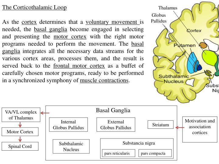 PPT - Motor System PowerPoint Presentation - ID:5425972