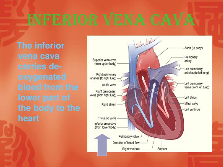 PPT - The Human Heart PowerPoint Presentation - ID:5427081