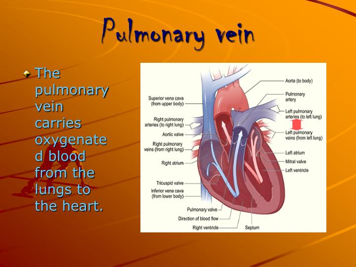 Pulmonary Veins Function Definition Anatomy Study Com | My XXX Hot Girl