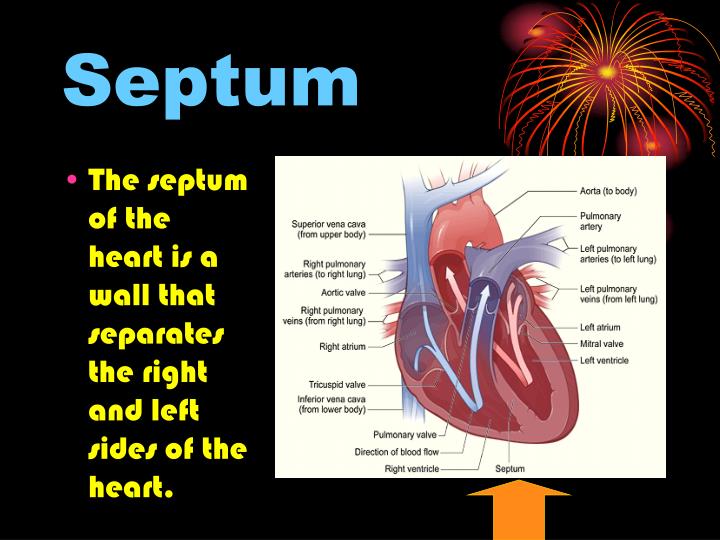 PPT - The Human Heart PowerPoint Presentation - ID:5427081