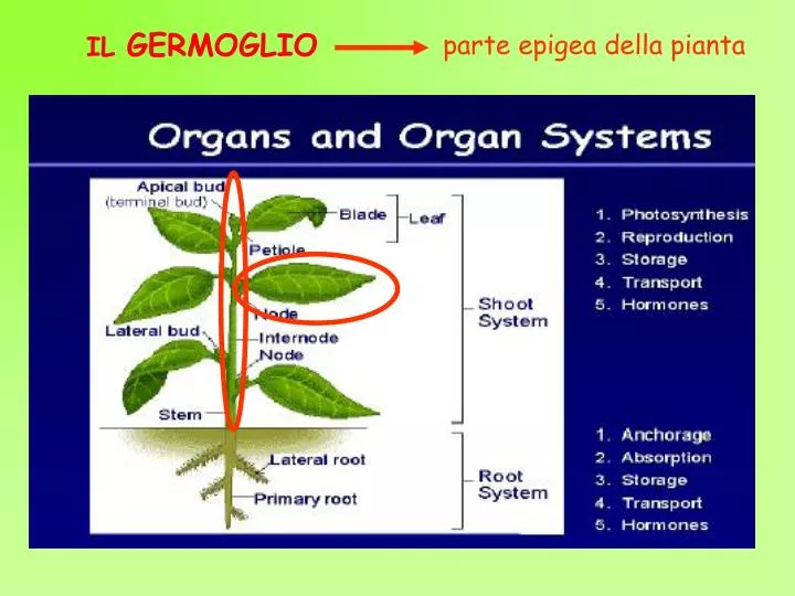 PPT - IL GERMOGLIO PowerPoint Presentation, free download - ID:5427934