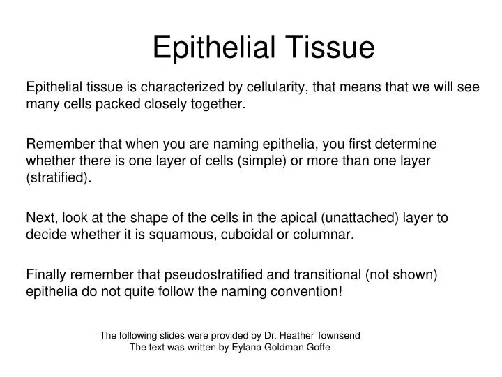 Ppt Epithelial Tissue Powerpoint Presentation Free Download Id 5428032