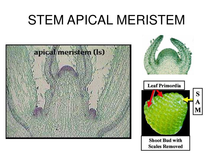 PPT - STEMS: FORM & FUNCTION PowerPoint Presentation - ID:5428079