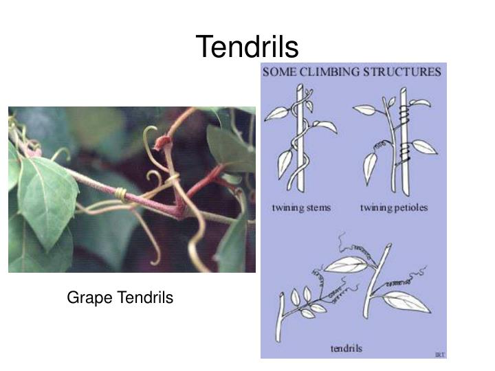 PPT - STEMS: FORM & FUNCTION PowerPoint Presentation - ID:5428079