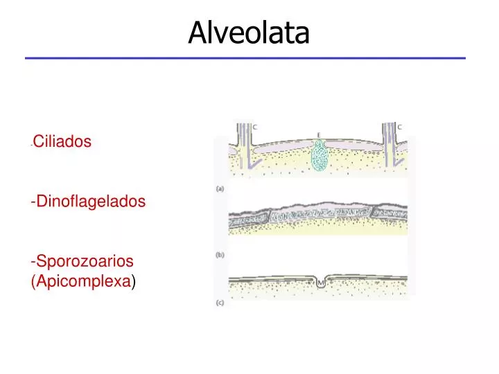 PPT - Alveolata PowerPoint Presentation, free download - ID:5428553