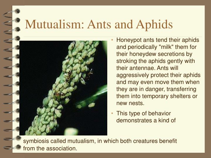 PPT - Ecological Relationships: Symbiosis PowerPoint Presentation - ID ...