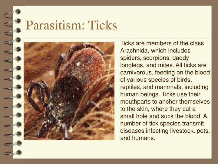 PPT - Ecological Relationships: Symbiosis PowerPoint Presentation - ID ...