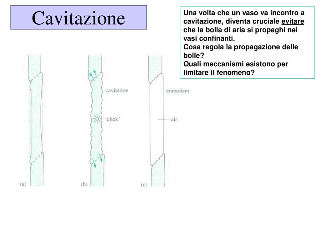 PPT - L’acqua nello xilema e la misura di Ψ w PowerPoint Presentation ...