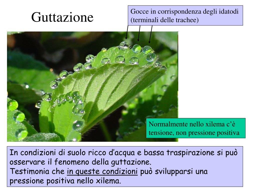 PPT - L’acqua nello xilema e la misura di Ψ w PowerPoint Presentation ...