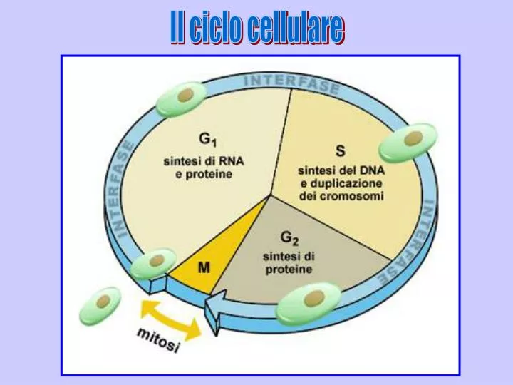 PPT - Il ciclo cellulare PowerPoint Presentation, free download - ID ...