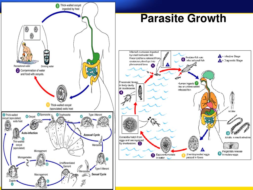 PPT - Introduction to Food Microbiology and Surveillance for Foodborne ...