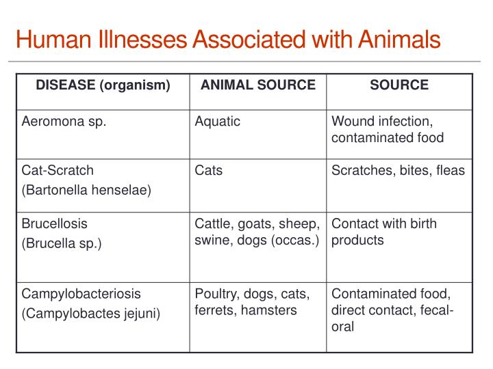 PPT - Diseases Transmitted Animals to Humans PowerPoint Presentation ...