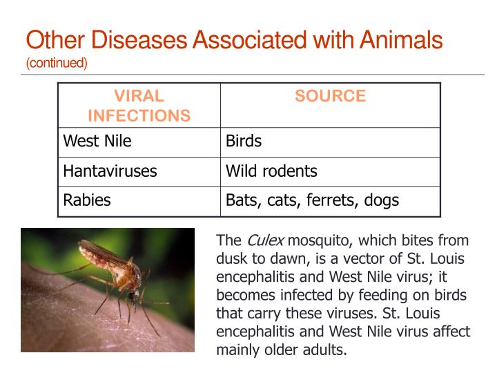 PPT - Diseases Transmitted Animals to Humans PowerPoint Presentation ...