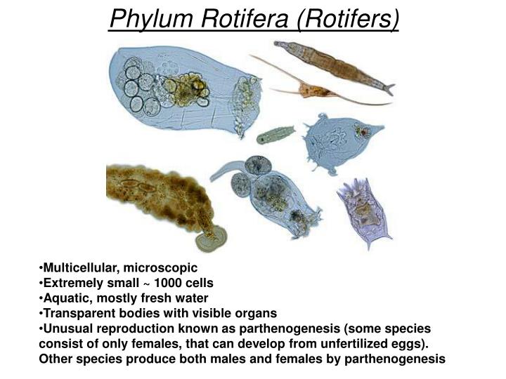 PPT - Chapters 32,33,34 PowerPoint Presentation - ID:5429987