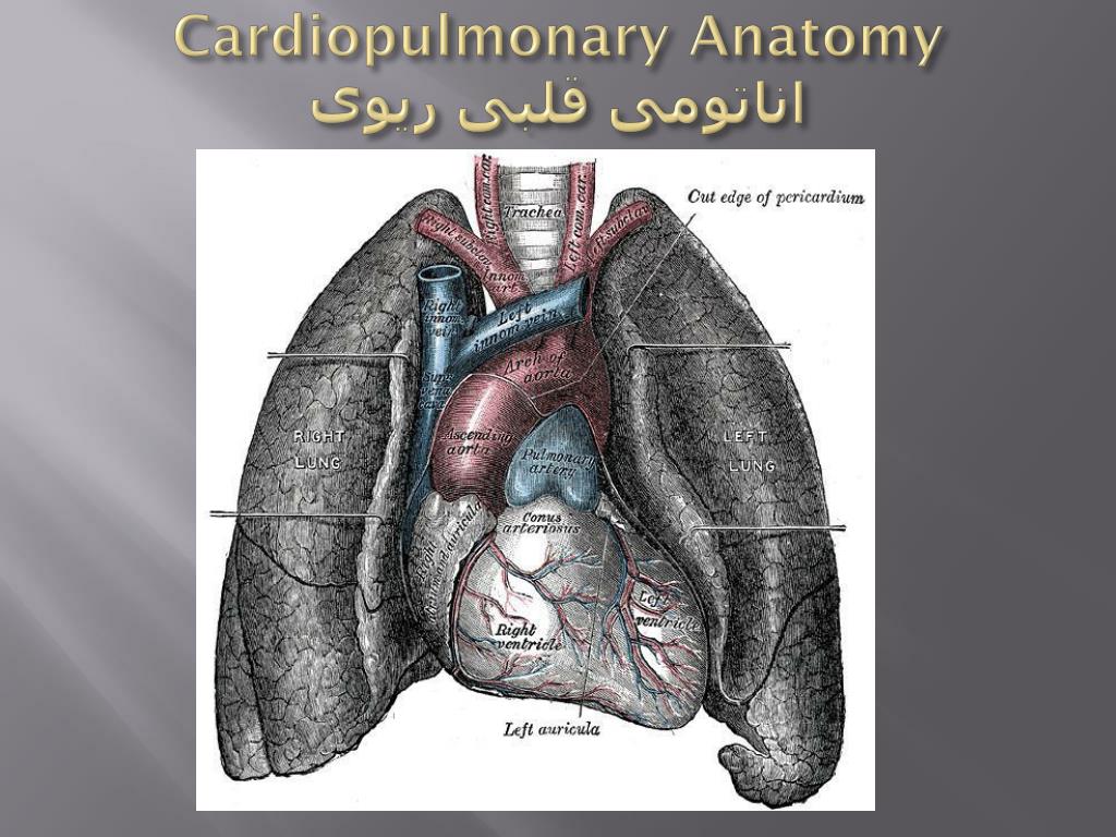PPT - Pulmonary System Lungs, pulmonary tree Cardiovascular System ...