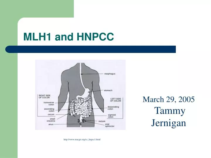 PPT - MLH1 and HNPCC PowerPoint Presentation, free download - ID:5431279