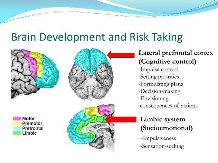 PPT - Why Do They Do That? Brain Development During Adolescence ...