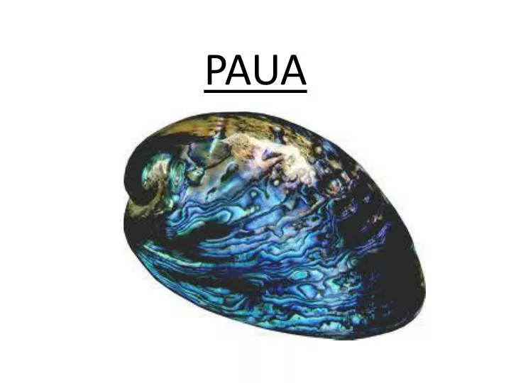 PPT - PAUA PowerPoint Presentation, free download - ID:5432177