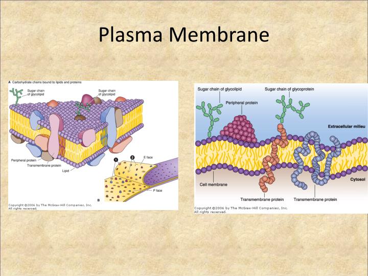 PPT - Histology PowerPoint Presentation - ID:5433792