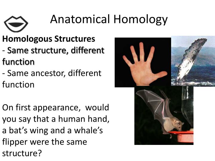 PPT - 7A Evidence of Common Ancestry PowerPoint Presentation - ID:5434466