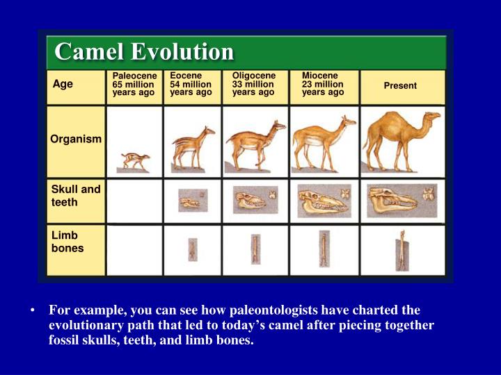 PPT - Biology 1 Notes Chapter 15 (pages 368-386) Darwin and Evolution ...