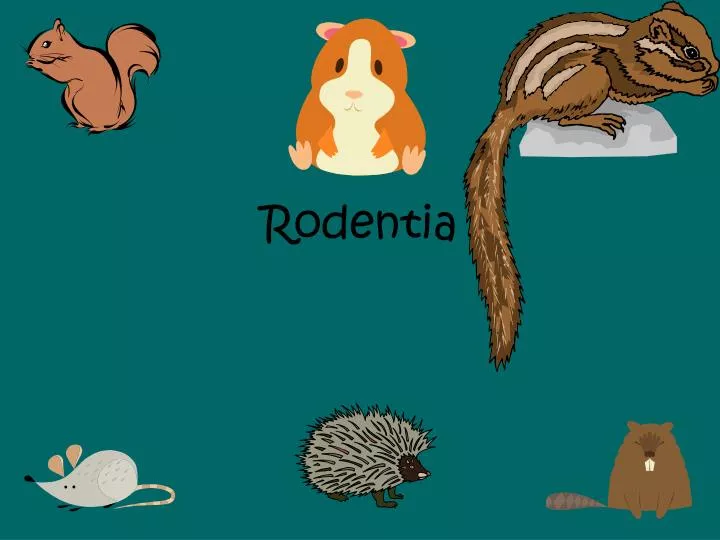 PPT - Rodentia PowerPoint Presentation, free download - ID:5434529