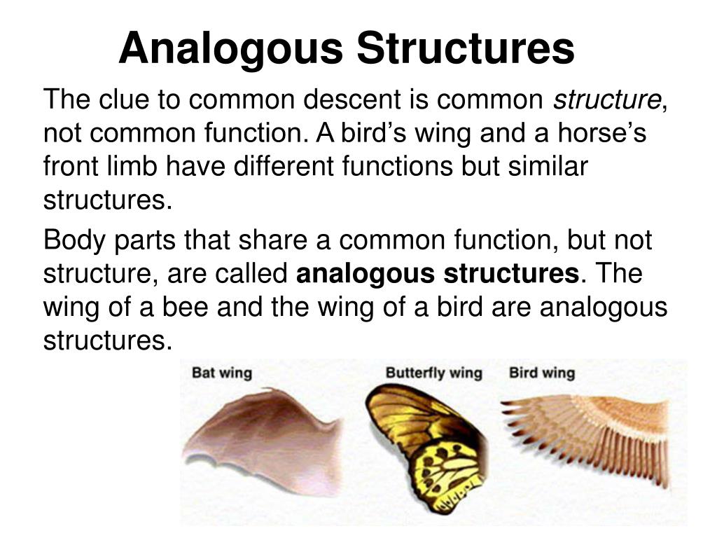 PPT Other Evidence For Evolution PowerPoint Presentation Free