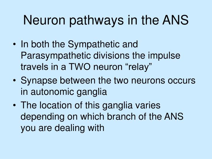 PPT - Autonomic Nervous System PowerPoint Presentation - ID:5435606